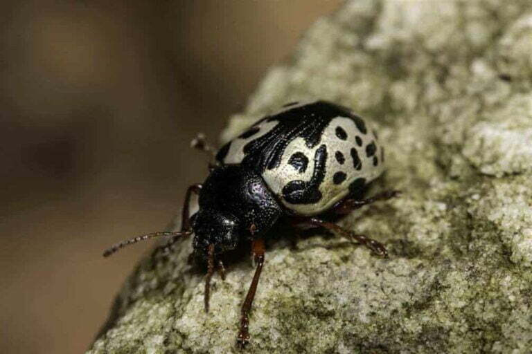 Elm Beetles and Ash Borers | Gilles Lambert Exterminator